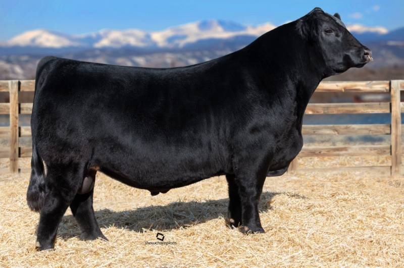 RECKONING 711F • Cattle Visions • Premier Multi-Breed Online Semen ...