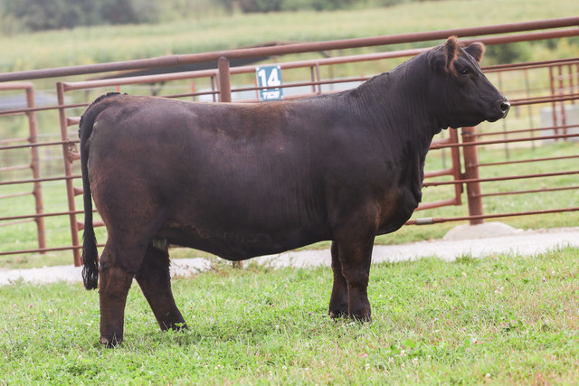 RECKONING 711F • Cattle Visions • Premier Multi-Breed Online Semen ...