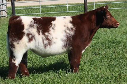 FAIR RED WHITE & ROAN • Cattle Visions • Premier Multi-Breed Online ...