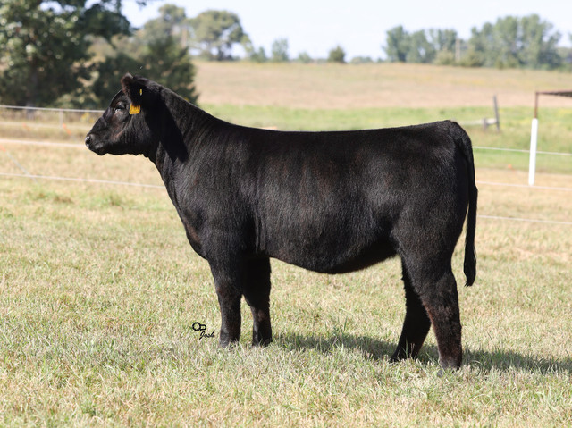 ROSE MC Encore 0463 • Cattle Visions • Premier Multi-Breed Online Semen ...