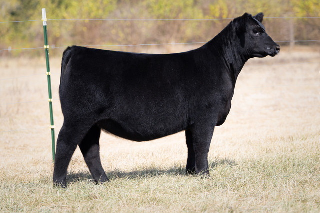 ROSE MC Encore 0463 • Cattle Visions • Premier Multi-Breed Online Semen ...