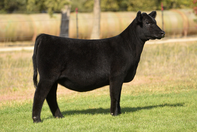 ROSE MC Encore 0463 • Cattle Visions • Premier Multi-Breed Online Semen ...