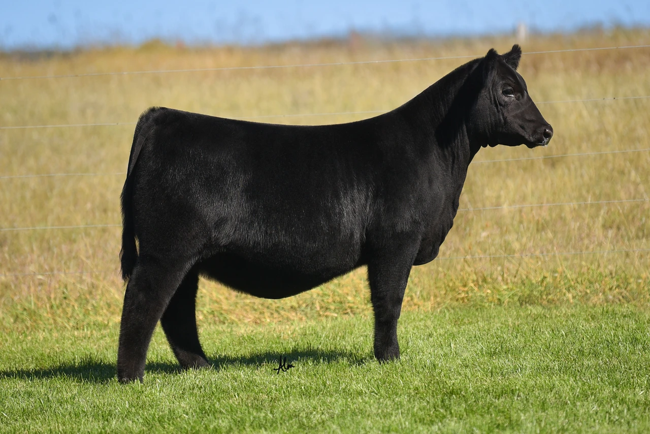 ROSE MC Encore 0463 • Cattle Visions • Premier Multi-Breed Online Semen ...