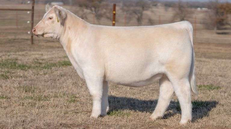 SHF ABSOLUTE 1508 • Cattle Visions • Premier Multi-Breed Online Semen ...