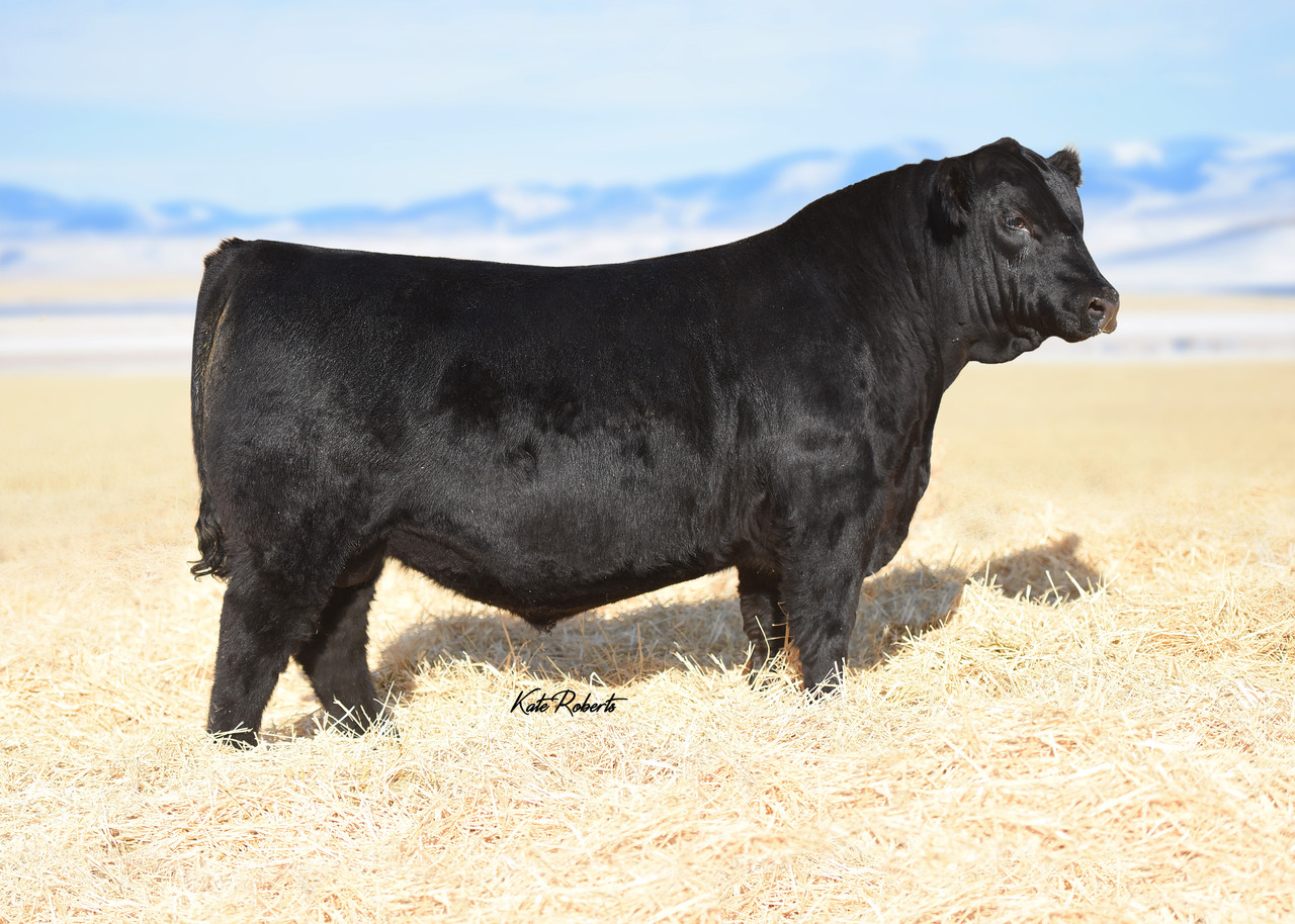 Stevenson Big League 70749 • Cattle Visions • Premier Multi-Breed ...