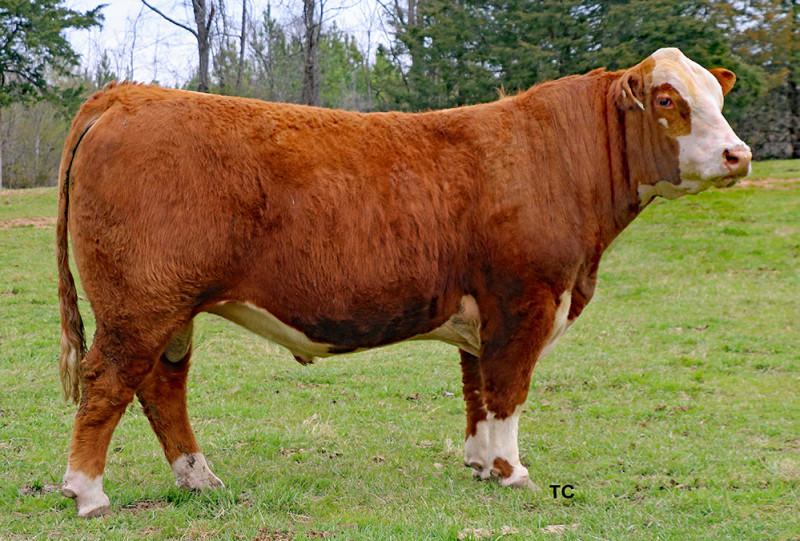 Stuckey Legend HB5 - CATTLE VISIONS