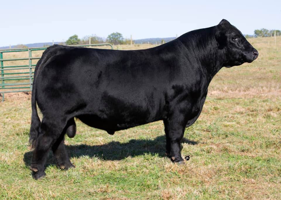 TASF CROWN ROYAL 960C • Cattle Visions • Premier Multi-Breed Online ...