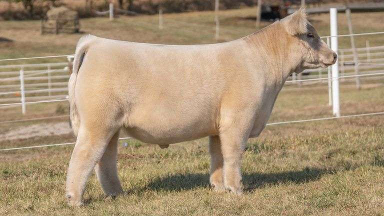 Thats Right • Cattle Visions • Premier Multi-Breed Online Semen Distributor