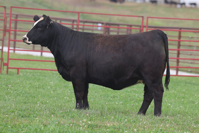 TJSC KING OF DIAMONDS • Cattle Visions • Premier Multi-Breed Online ...