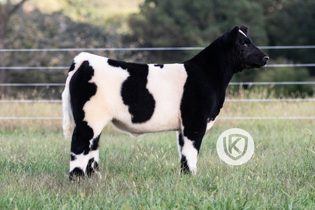TRICKED OUT • Cattle Visions • Premier Multi-Breed Online Semen Distributor