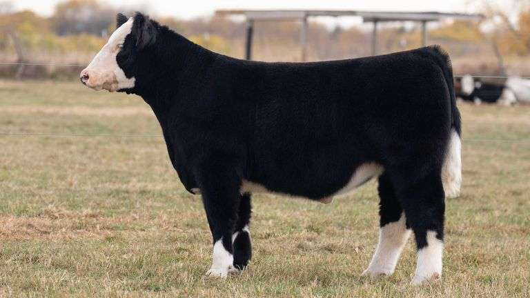 TRICKED OUT • Cattle Visions • Premier Multi-Breed Online Semen Distributor