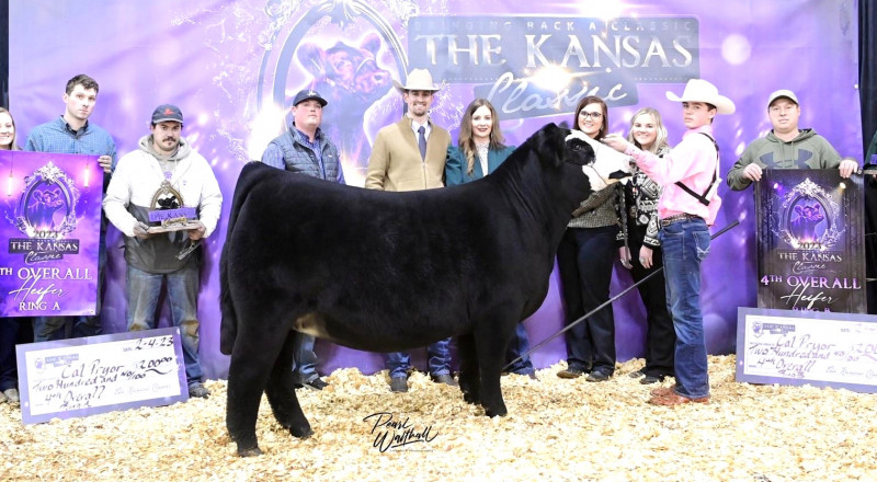 W/C BANKROLL 4254F • Cattle Visions • Premier Multi-Breed Online Semen ...