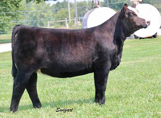 W/C RELENTLESS 32C • Cattle Visions • Premier Multi-Breed Online Semen ...