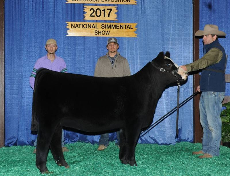 W/C RELENTLESS 32C • Cattle Visions • Premier Multi-Breed Online Semen ...