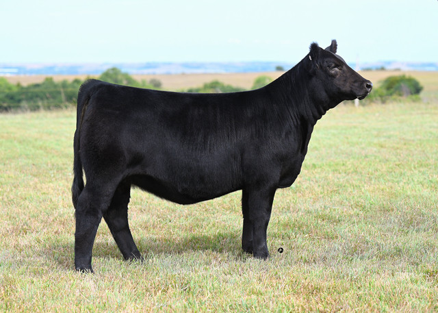 W/C RELENTLESS 32C • Cattle Visions • Premier Multi-Breed Online Semen ...
