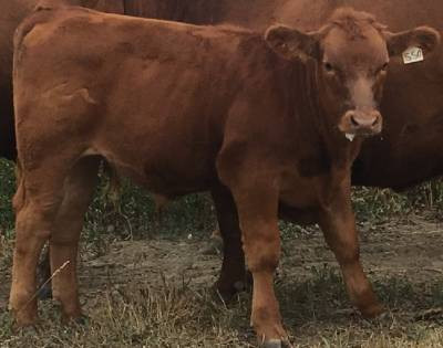 WCC CHUBBY BUDDY • Cattle Visions • Premier Multi-Breed Online Semen ...