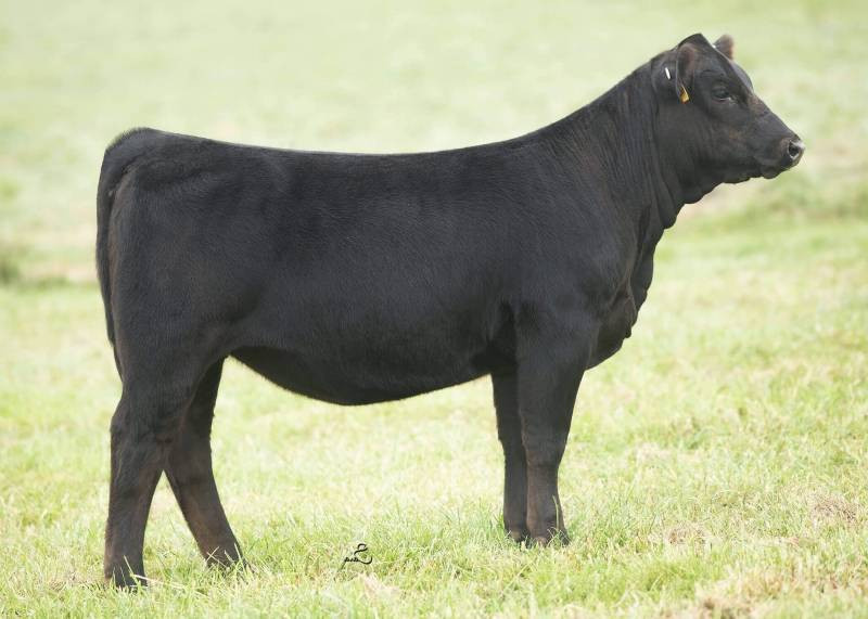 WLE COPACETIC E02 • Cattle Visions • Premier Multi-Breed Online Semen ...