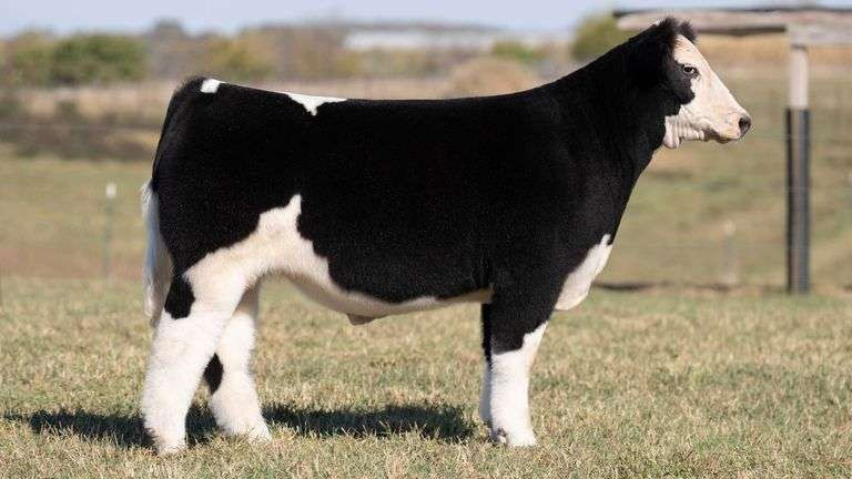 Worth The Wait • Cattle Visions • Premier Multi-Breed Online Semen ...