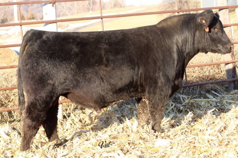 WS Jackson D20 - CATTLE VISIONS
