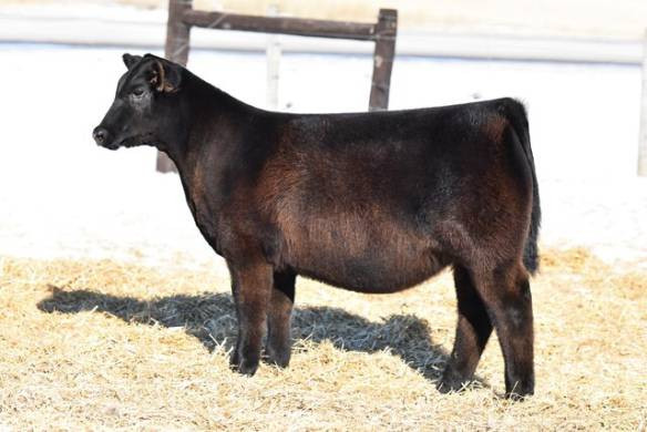 BMW ONSET • Cattle Visions • Premier Multi-Breed Online Semen Distributor