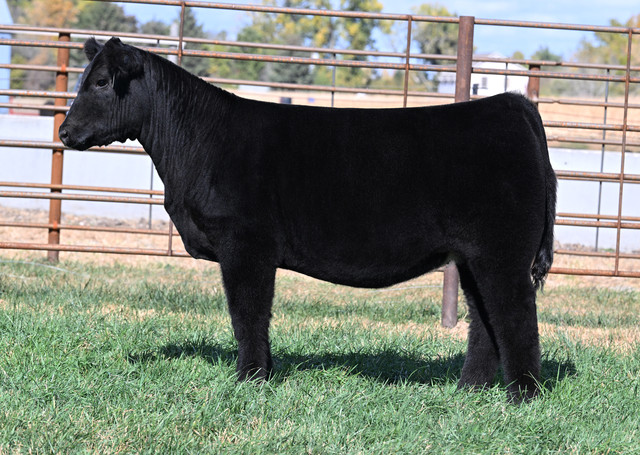 BOE DONE DEAL • Cattle Visions • Premier Multi-Breed Online Semen ...