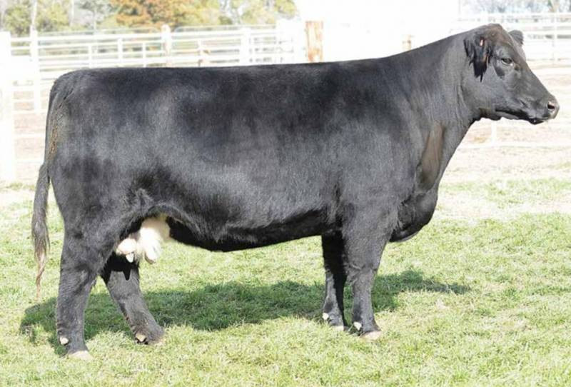 BPF KINGMAKER 162C • Cattle Visions • Premier Multi-Breed Online Semen ...