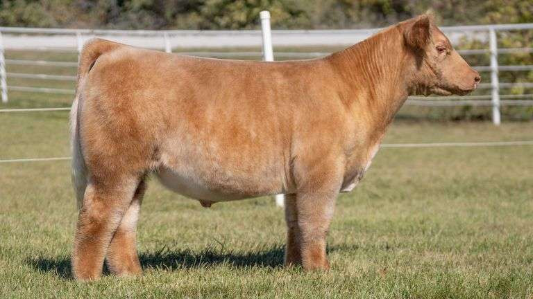 Business Done Right • Cattle Visions • Premier Multi-Breed Online Semen ...