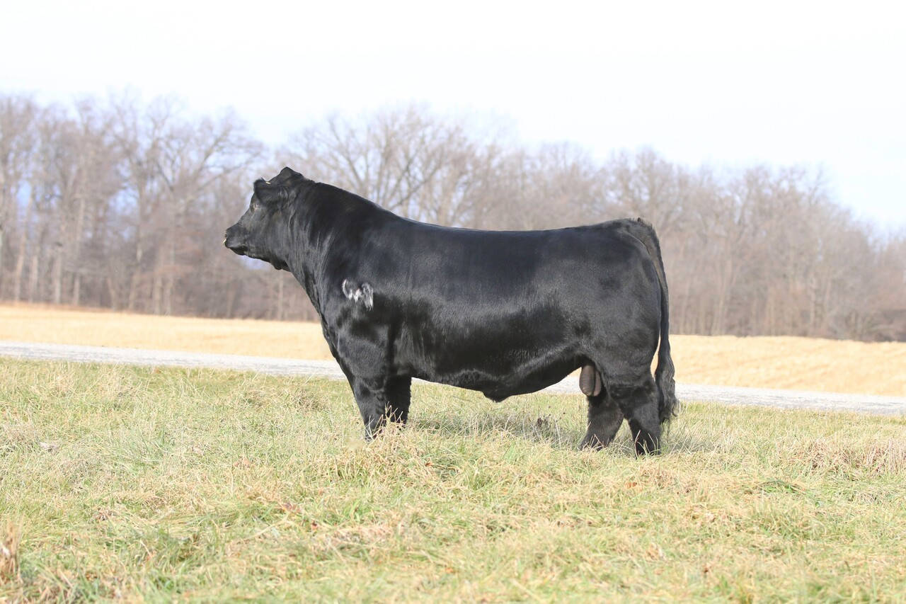 CLRWTR CLEAR ADVANTAGE H4G • Cattle Visions • Premier Multi-Breed ...