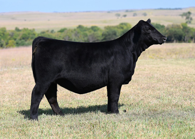 ROCKING P PRIVATE STOCK H010 • Cattle Visions • Premier Multi-Breed ...