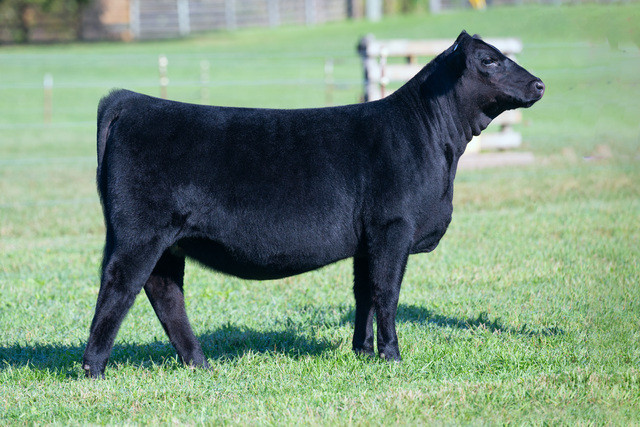 ROCKING P PRIVATE STOCK H010 • Cattle Visions • Premier Multi-Breed ...