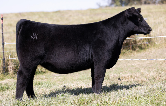 Collison Alpha • Cattle Visions • Premier Multi-Breed Online Semen ...