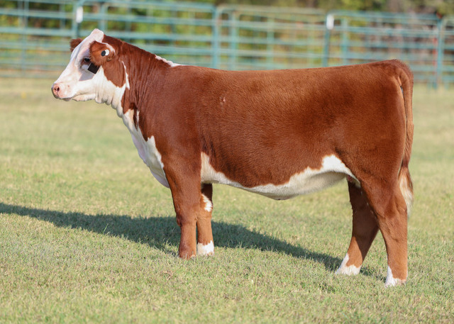 H MONTGOMERY 7437 • Cattle Visions • Premier Multi-Breed Online Semen ...