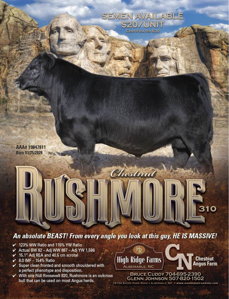 Chestnut Rushmore 310 • Cattle Visions • Premier Multi-Breed Online ...