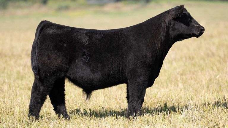 Here For Good • Cattle Visions • Premier Multi-Breed Online Semen ...