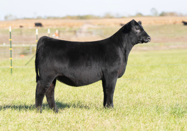 Ratliff Jump Start • Cattle Visions • Premier Multi-Breed Online Semen ...
