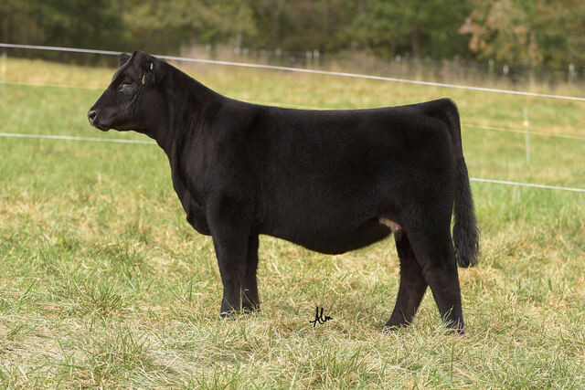 Ratliff Jump Start • Cattle Visions • Premier Multi-Breed Online Semen ...