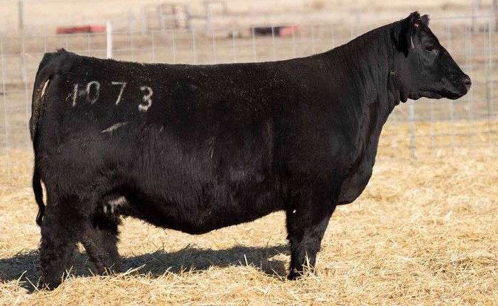 RJC Patron 8556F ET - CATTLE VISIONS