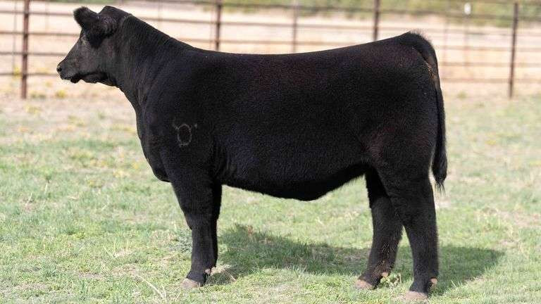 MINN CLASS ON CLASS 77E • Cattle Visions • Premier Multi-Breed Online ...