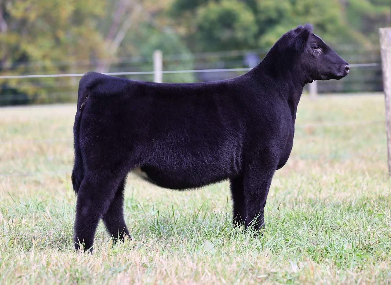TLAC Safety First 1913J • Cattle Visions • Premier Multi-Breed Online ...