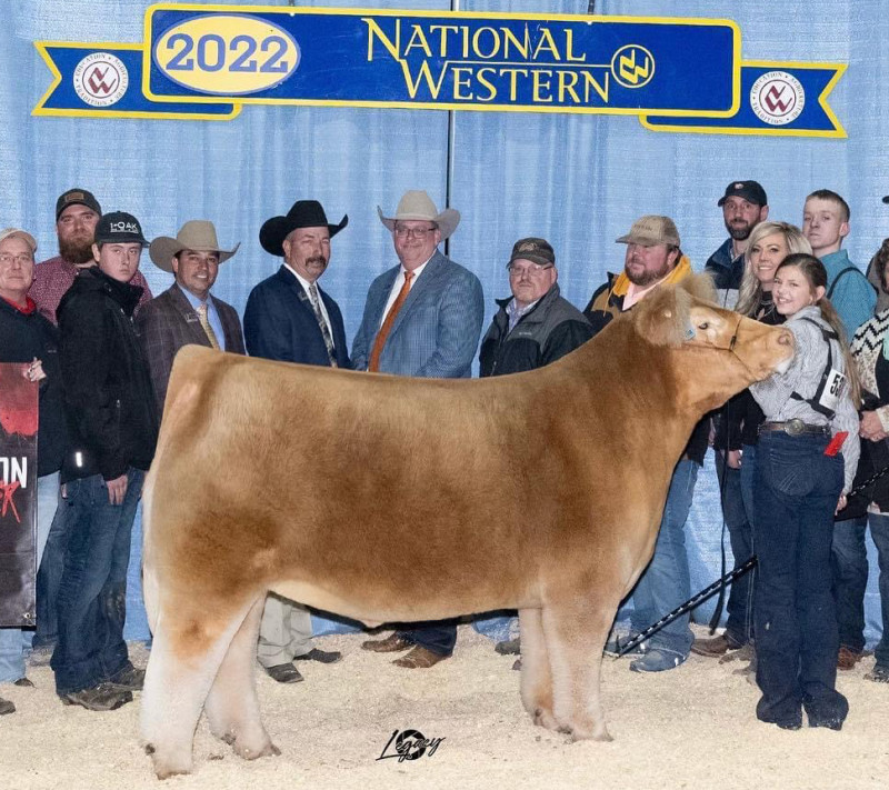 Next Man Up • Cattle Visions • Premier Multi-Breed Online Semen Distributor
