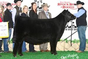 Colburn Primo 5153 • Cattle Visions • Premier Multi-Breed Online Semen ...
