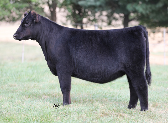 Colburn Primo 5153 • Cattle Visions • Premier Multi-Breed Online Semen ...