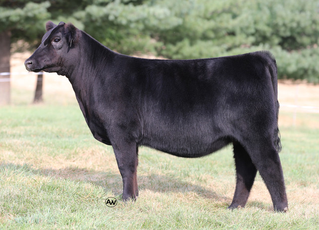 Colburn Primo 5153 • Cattle Visions • Premier Multi-Breed Online Semen ...