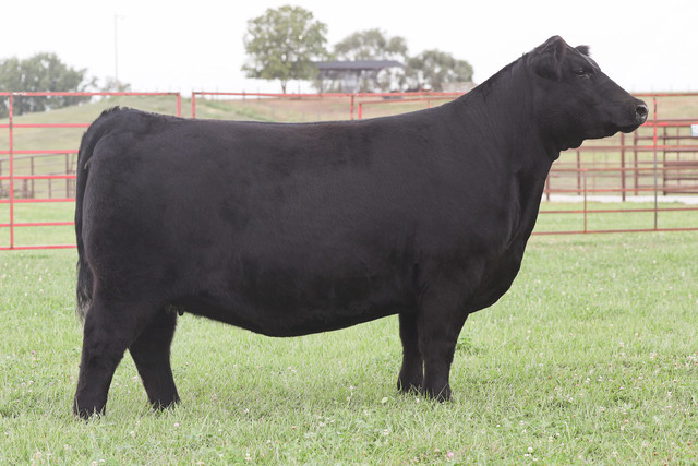 Colburn Primo 5153 • Cattle Visions • Premier Multi-Breed Online Semen ...
