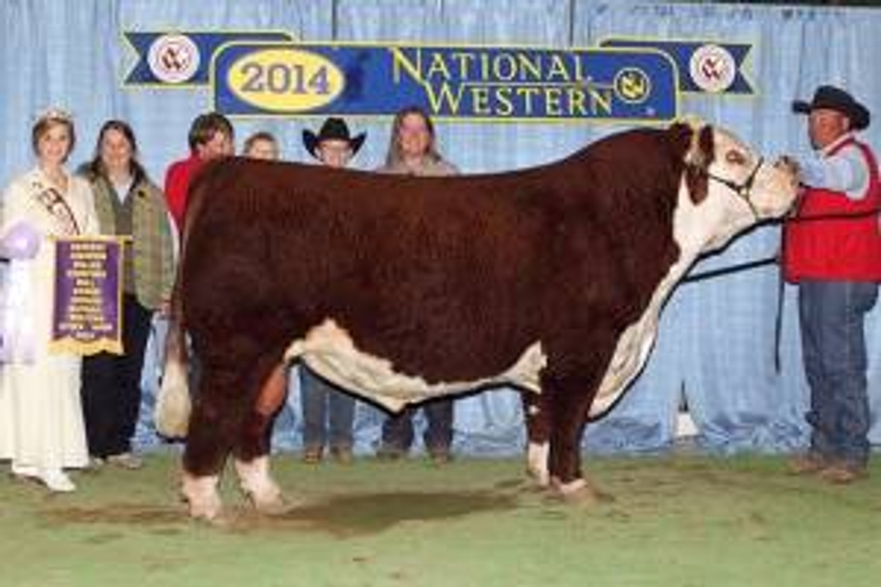 CRR 719 CATAPULT 109 • Cattle Visions • Premier Multi-Breed Online Semen Distributor