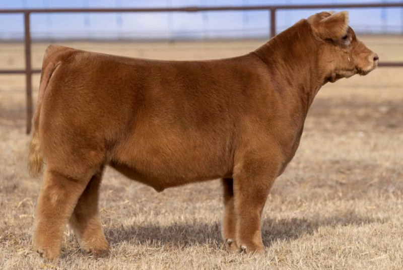 Wet Your Whistle • Cattle Visions • Premier Multi-Breed Online Semen ...