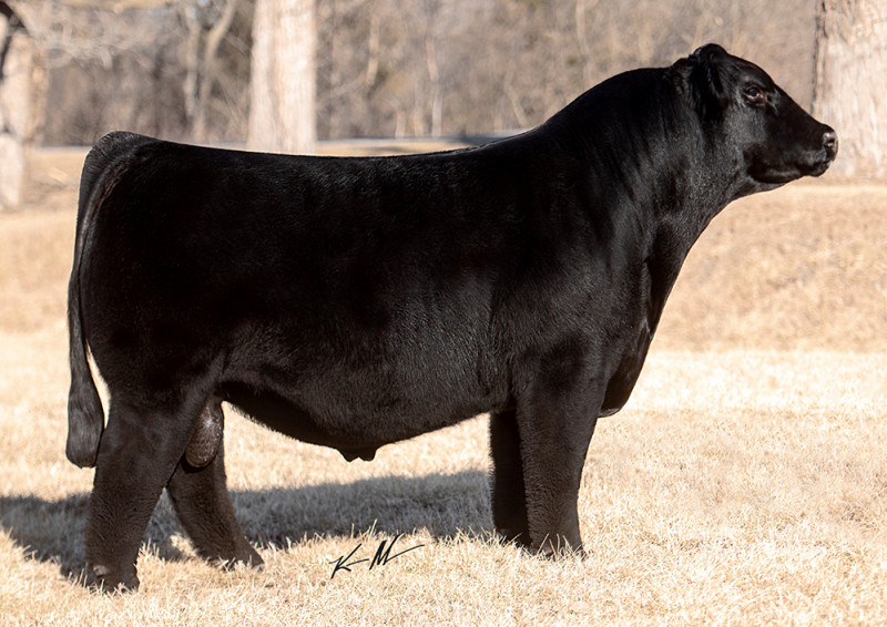 WOOD RUTHLESS • Cattle Visions • Premier Multi-Breed Online Semen ...