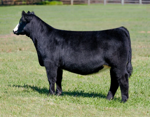 Bet on Red (WC Fort Knox 481H) - CATTLE VISIONS