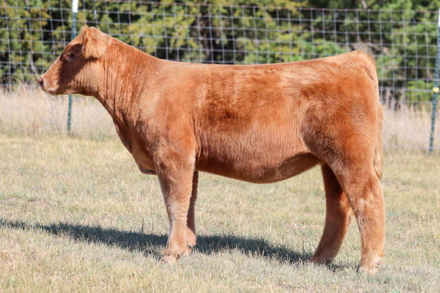 Do Whats Right • Cattle Visions • Premier Multi-Breed Online Semen ...