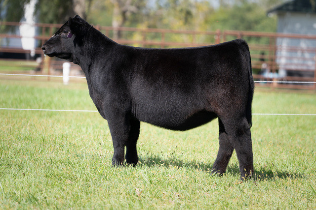 KBSC NEW DECADE 68G • Cattle Visions • Premier Multi-Breed Online Semen ...